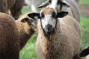 Sheep – Grit | Rural American Know-How